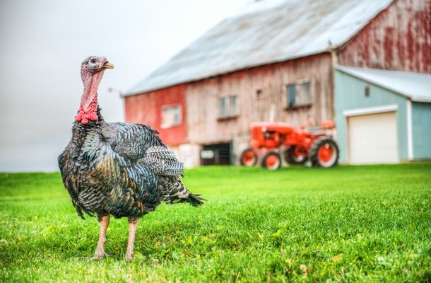 Hybrid - Alternative Poultry