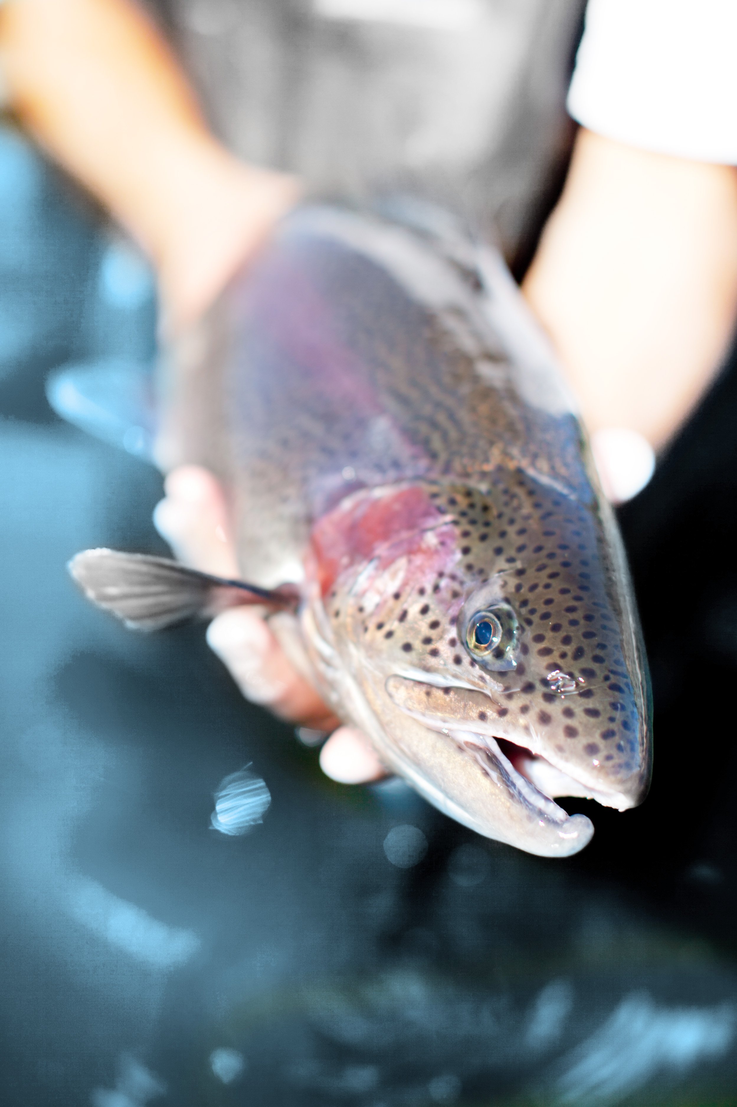 Hendrix Genetics Corporate - Accueil