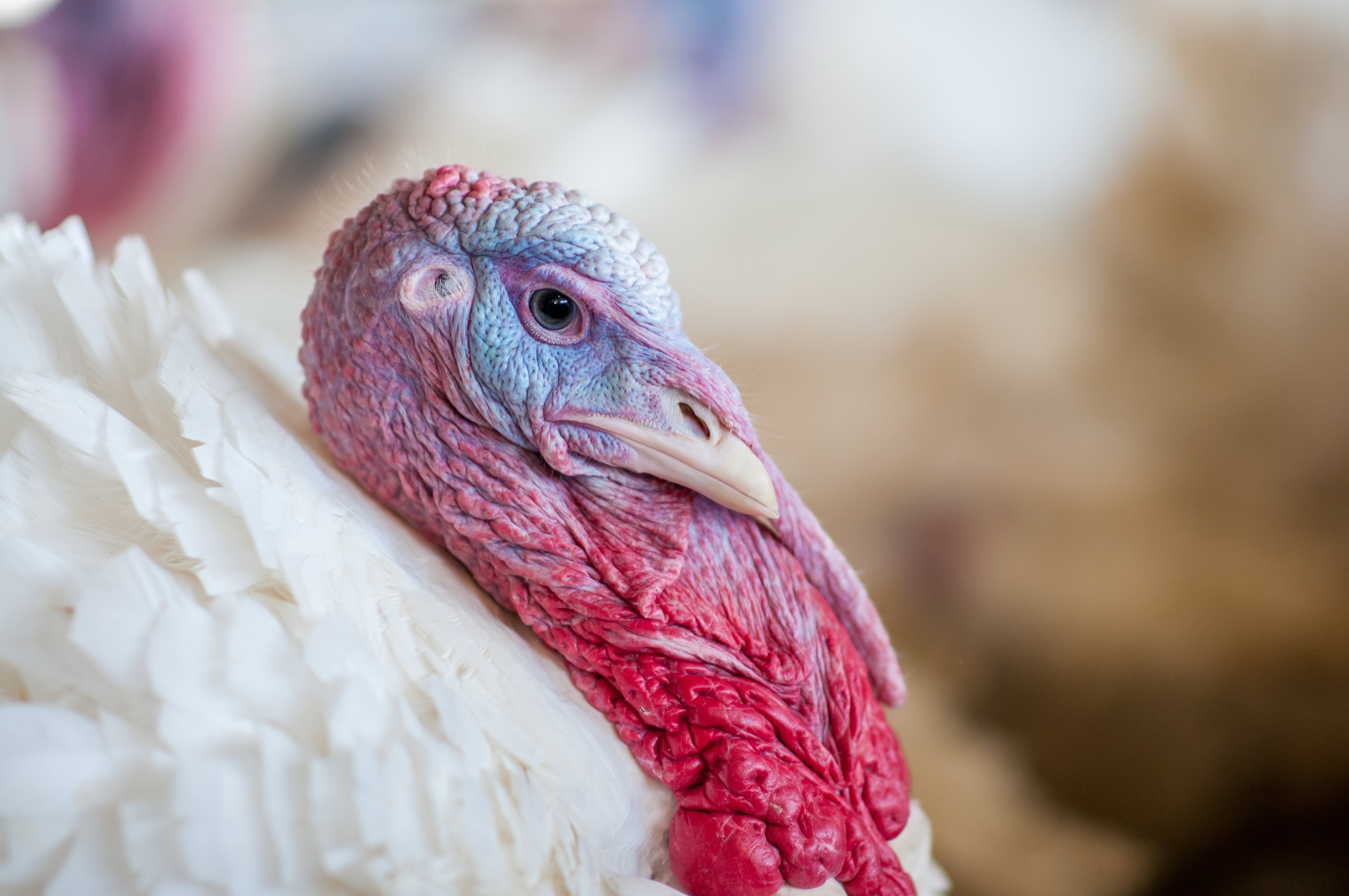 Hendrix Genetics Corporate - Accueil